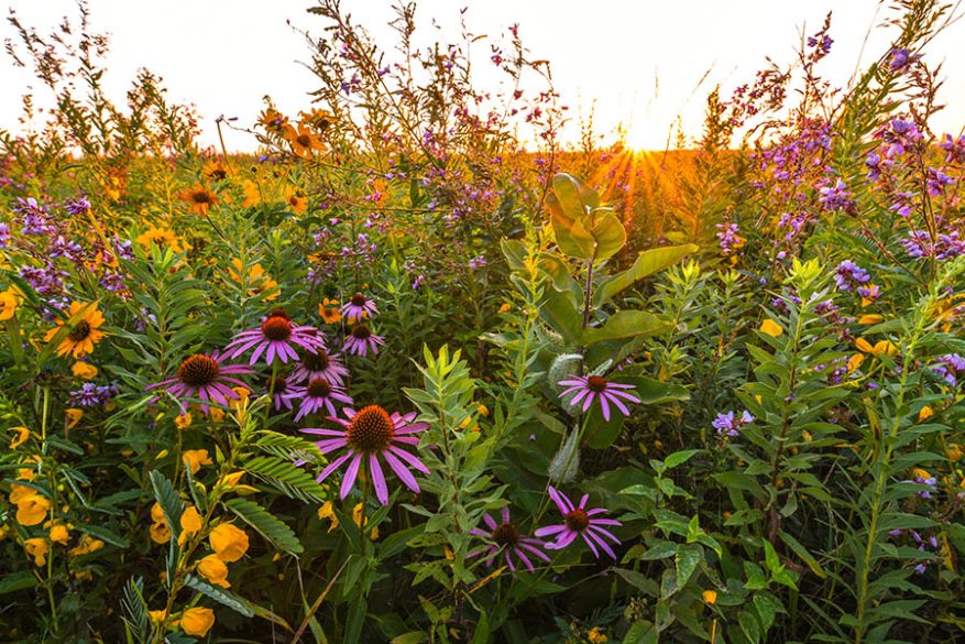 How Conservation Blueprint is Saving the World, One Wildflower Seed at ...